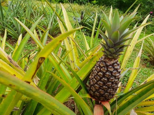 13 Jamaican Fruits To Try When Traveling To Jamaica